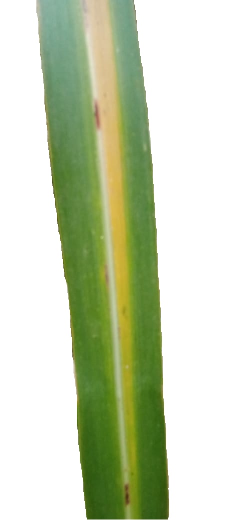 Sugarcane Disease Ds Roboflow Classification Dataset By Plant Disease Detection