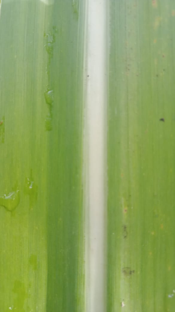 Sugarcane Leaf Segmentation Semantic Segmentation Model by Plant ...