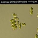 algae newdataset Object Detection Dataset by ziakhan