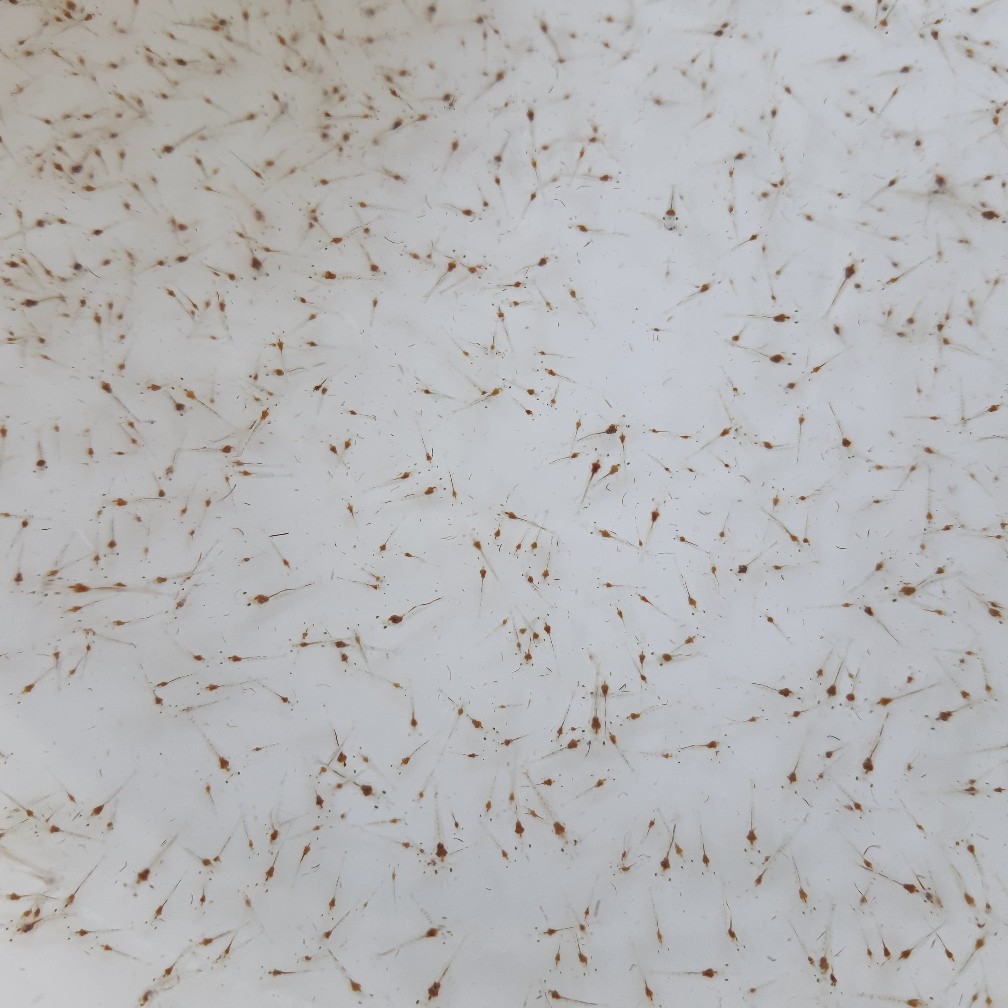 HIGH COUNT SHRIMP Object Detection Model by Computer vision