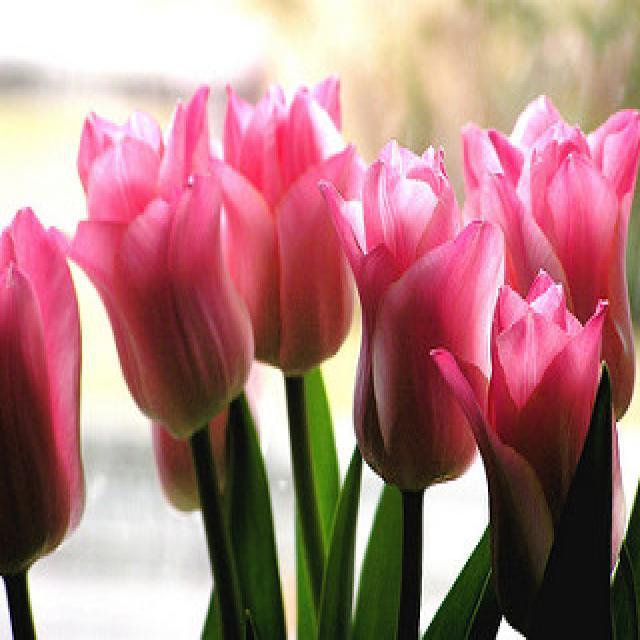 tulip Object Detection Dataset by lotus