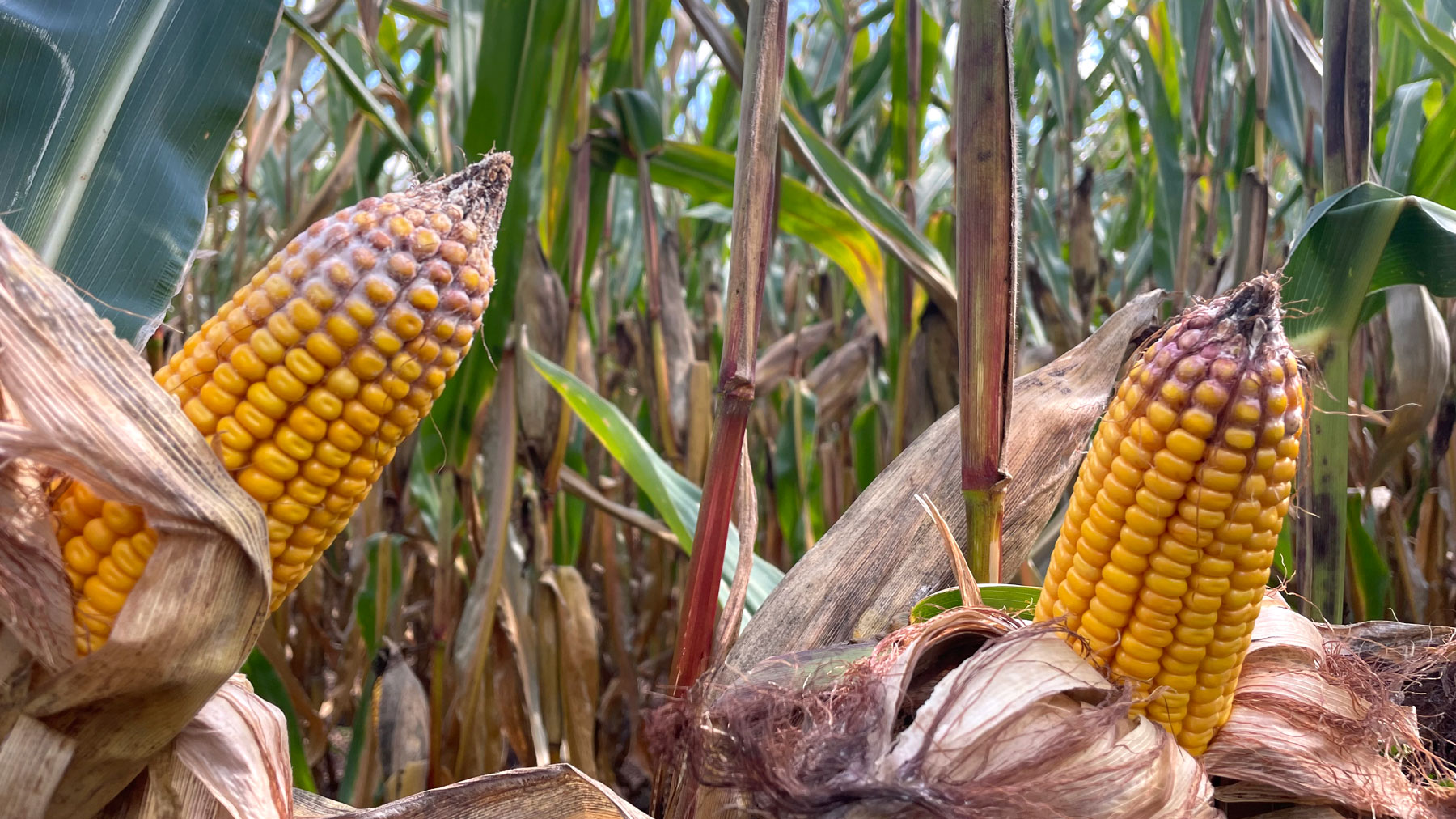 corn Object Detection Dataset by vinit