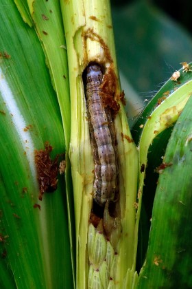 Pre final Object Detection Dataset and Pre-Trained Model by INFAW1