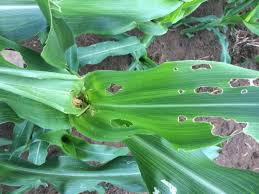 FAW-infested2 Object Detection Dataset and Pre-Trained Model by INFAW1