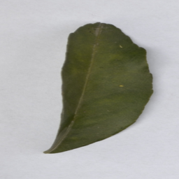 cirtus Object Detection Model by testproject004