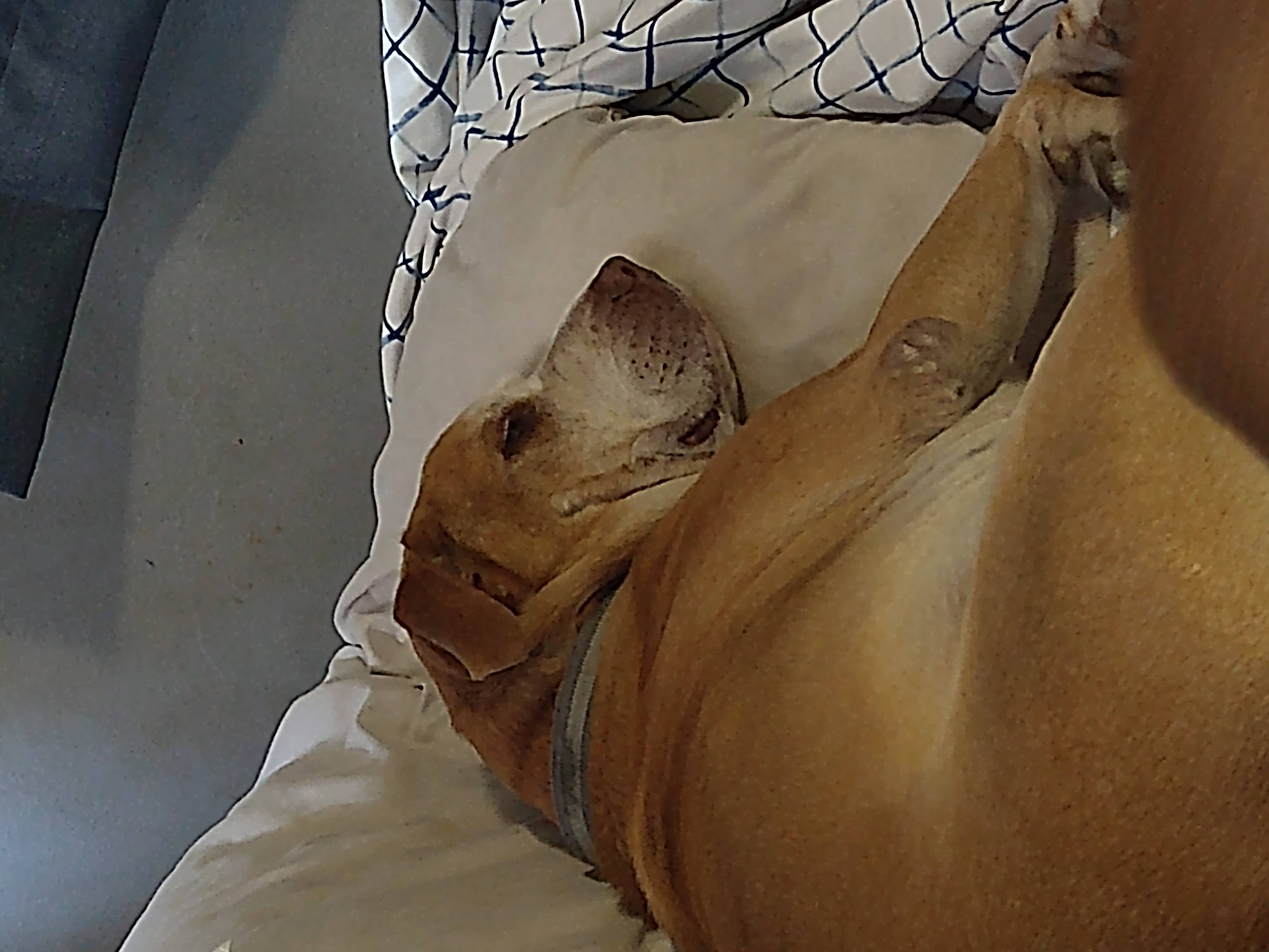 example OD Object Detection Dataset and Pre-Trained Model by Cal state la