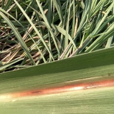 Sugar Cane Disease Model Object Detection Model by sugarcaneproject