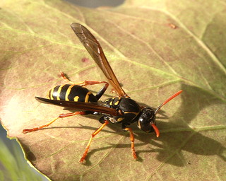 SUGAR-CANE-PROJECT Object Detection Dataset and Pre-Trained Model by ...