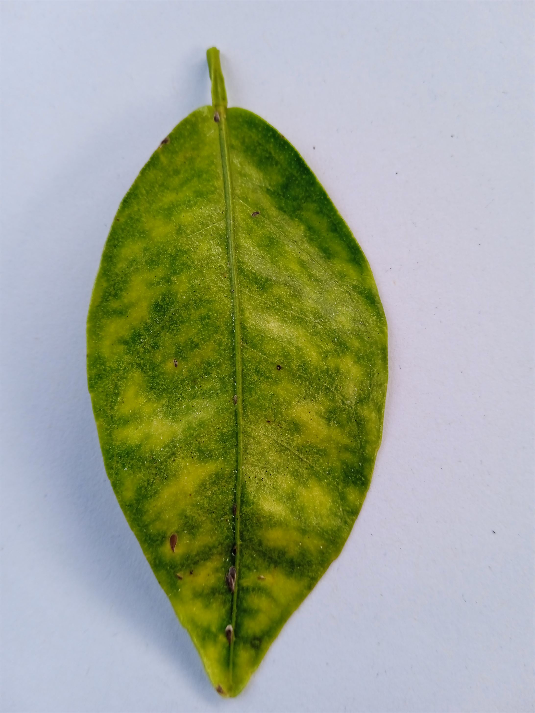 thilanka - Roboflow Universe