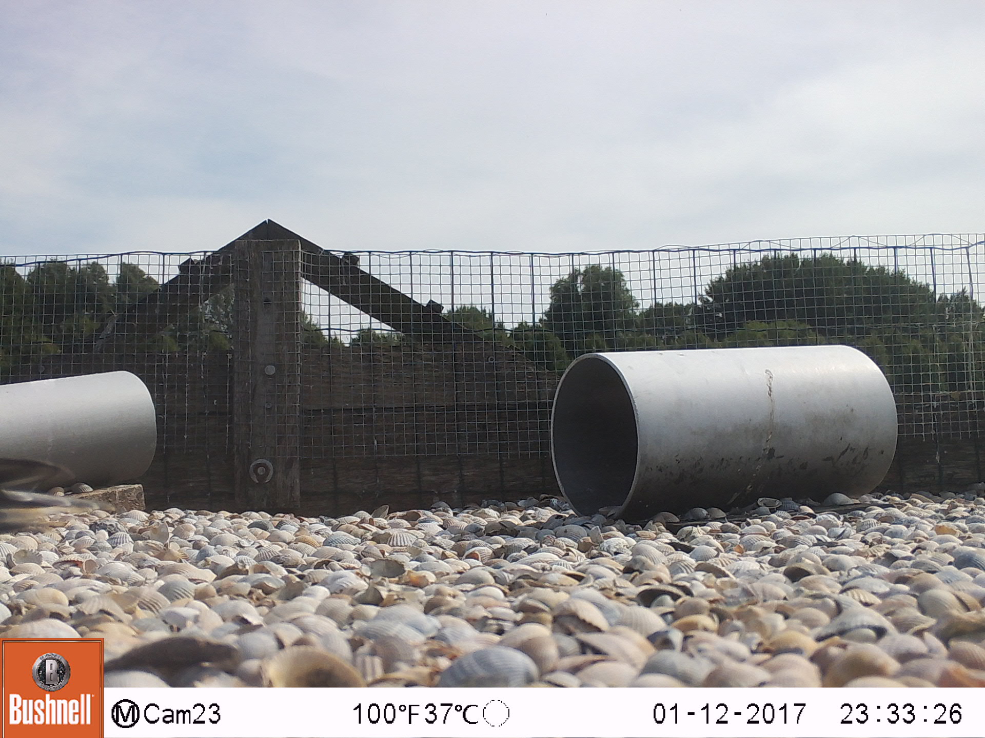 Prey Object Detection Dataset by Petra