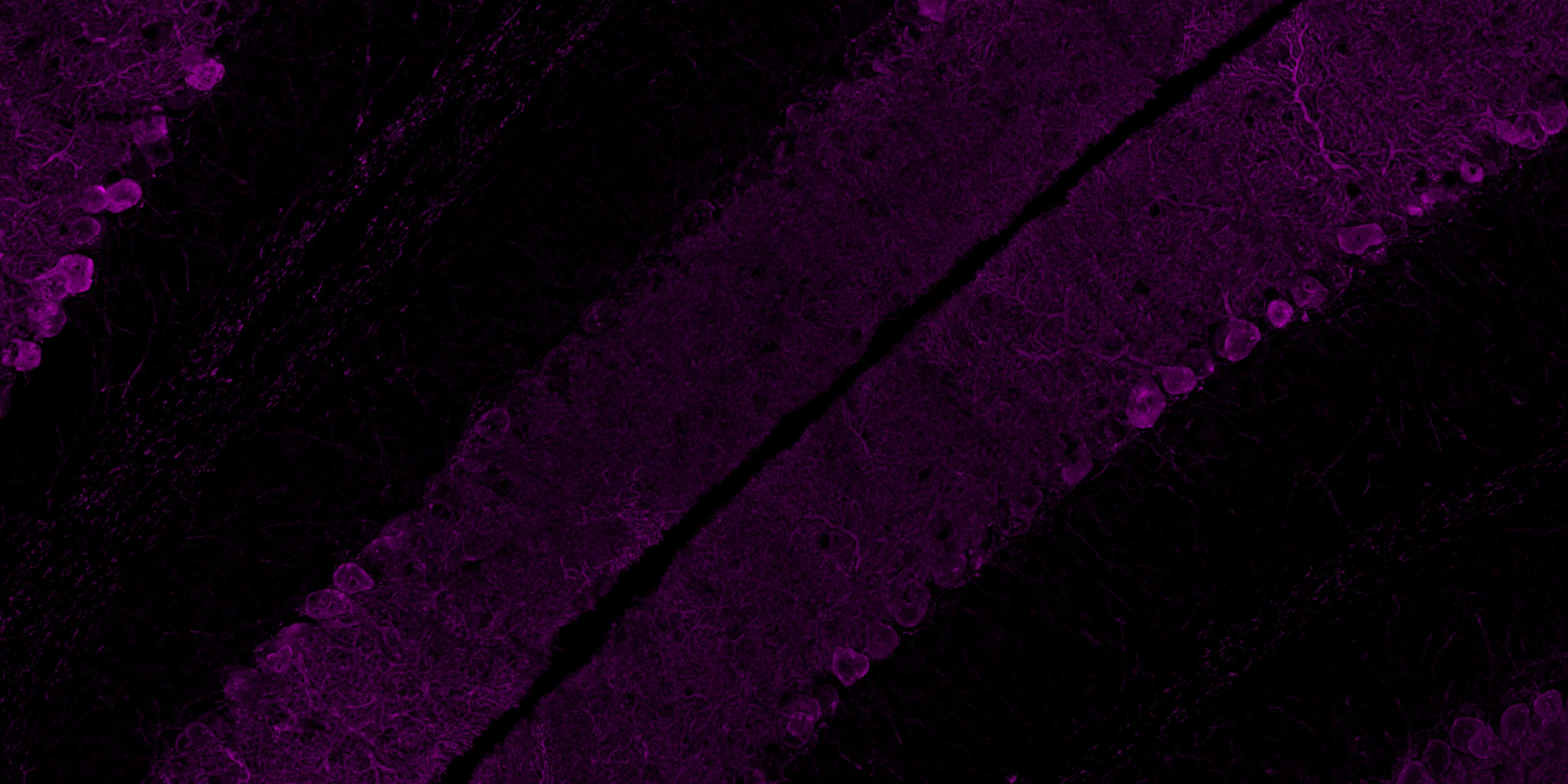 Final Annotations (copy for 20 files) Instance Segmentation Dataset by Final Annotations of All ...