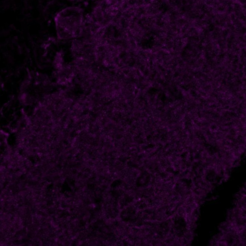 Final Annotations1050 Instance Segmentation Dataset By Final Annotations Of All 50 Images 