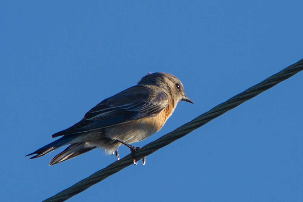 Birds Object Detection Dataset And Pre Trained Model By Invadingbirds20