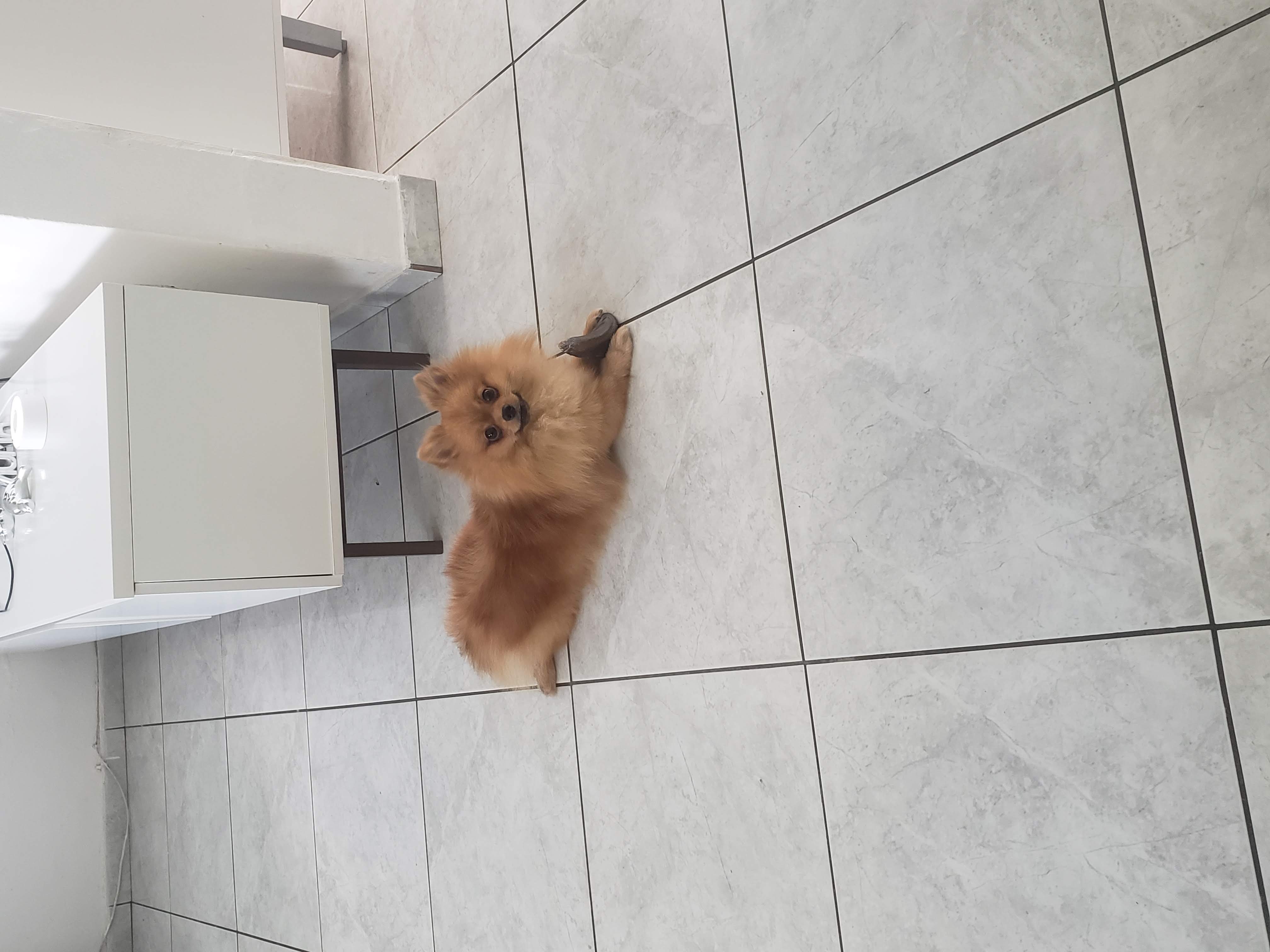 Dogs Pose Recognition Object Detection Model by emgs