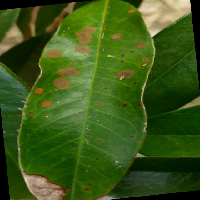 How To Use The Leaf Segmentation Instance Segmentation Api