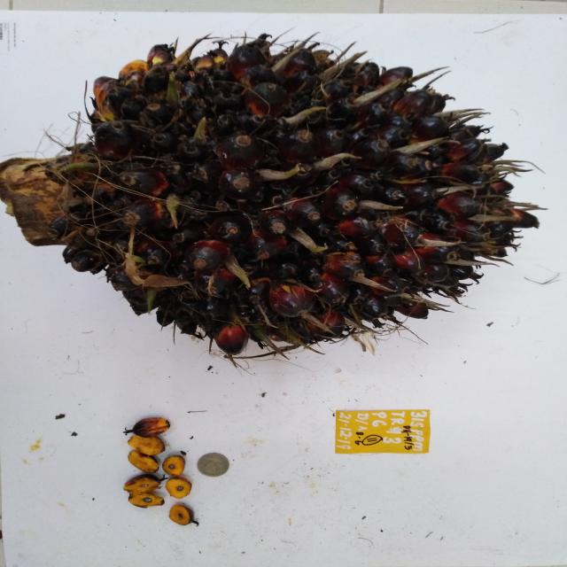 How to Use the Palm Oil Maturity Object Detection API