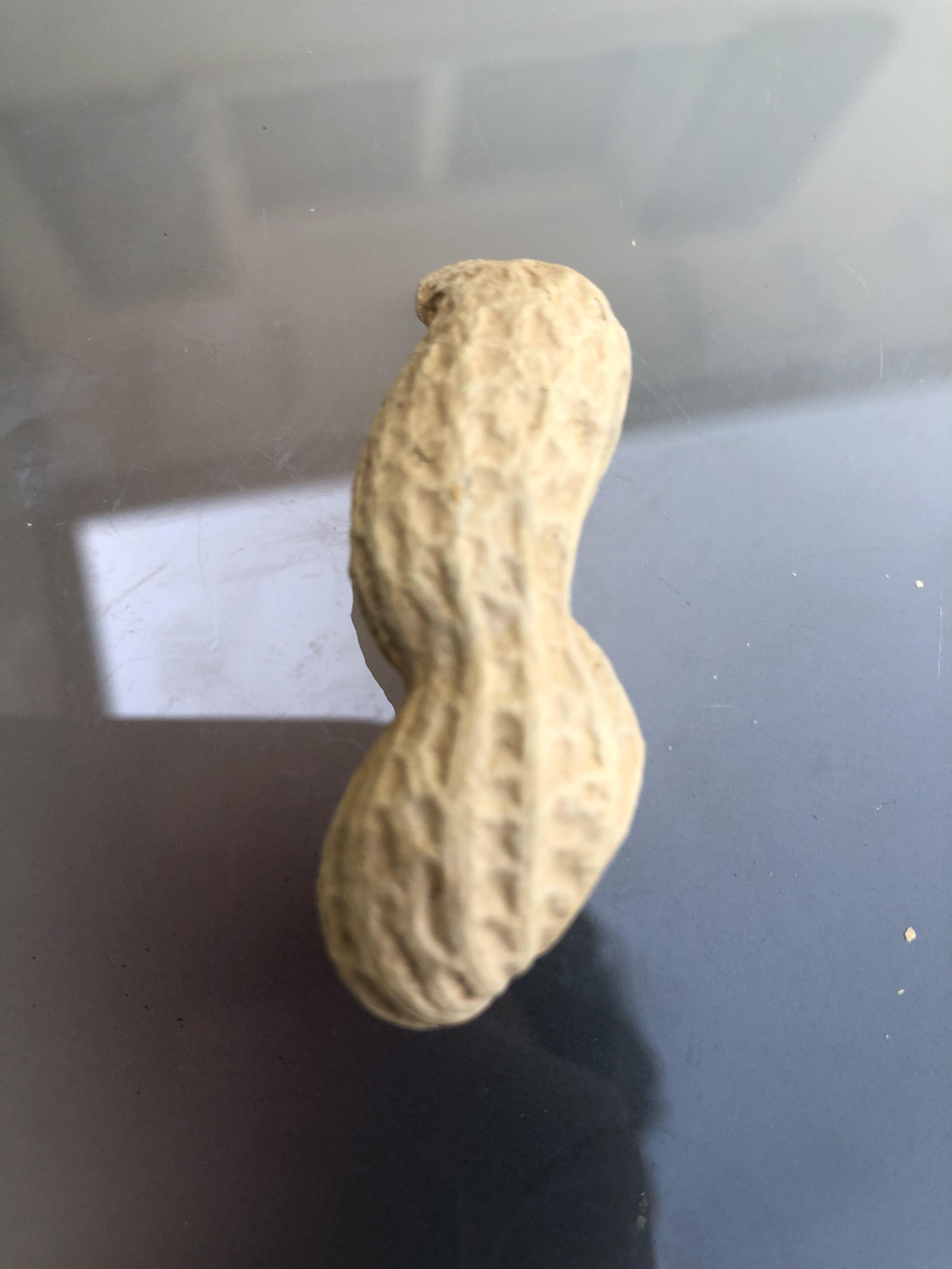 Peanuts Detection Object Detection Dataset And Pre Trained Model By Ds