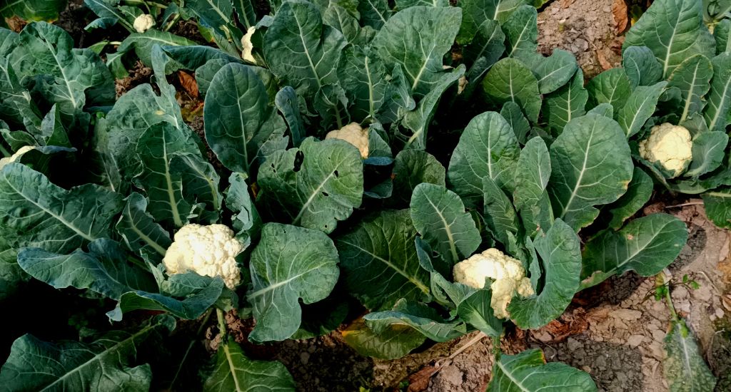 Farmbot Meyve Sebze Object Detection Dataset And Pre Trained Model By Farmbot