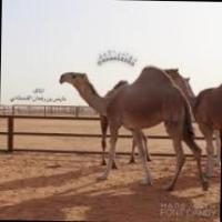 Object detection workspace (object-detection-workspace-l4onq) - Roboflow Universe