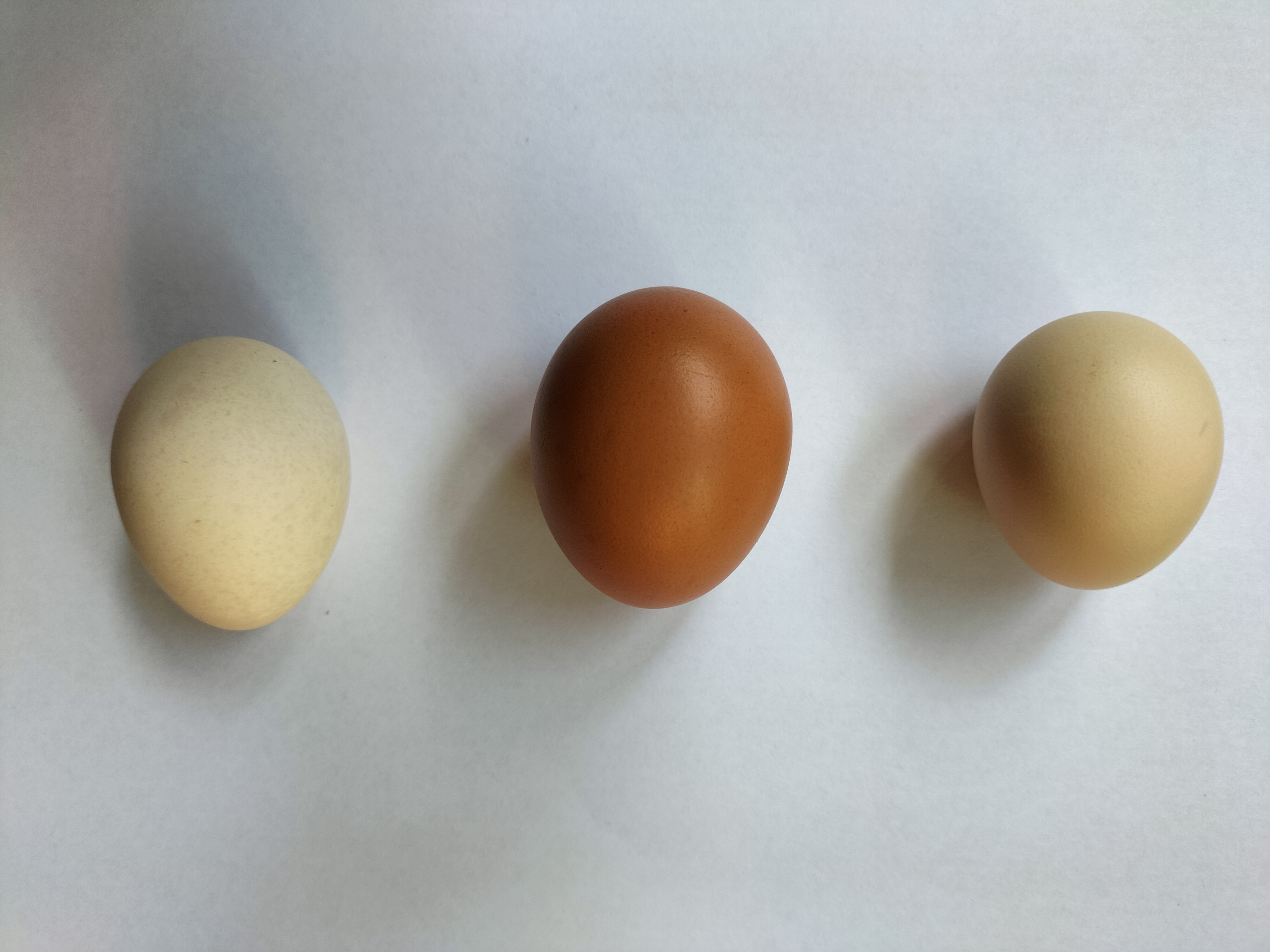 Types of Eggs Detection Object Detection Dataset by College