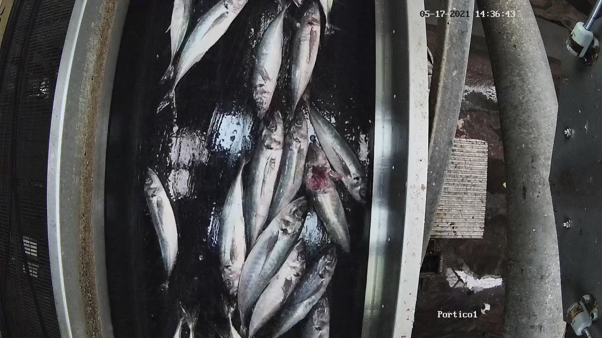 Pescaditos Instance Segmentation Dataset by fish