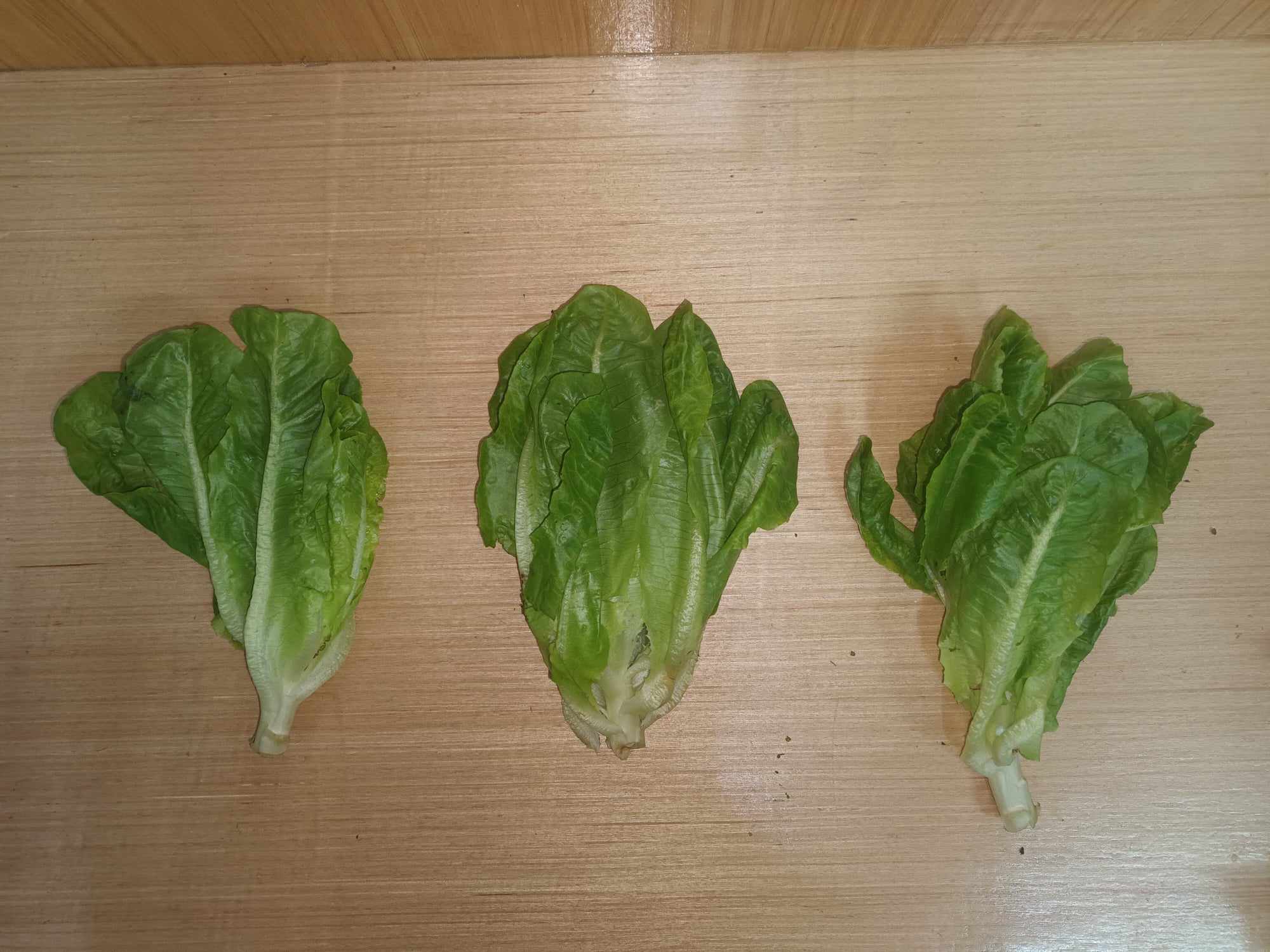 Lettuce Types Object Detection Dataset and Pre-Trained Model by Lettuce Classification