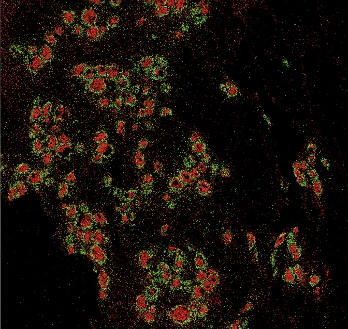 Automatic Neuron Segmentation - Roboflow Universe