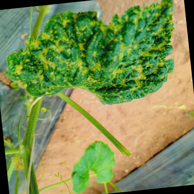 Cucumber Detection Disease Object Detection Dataset By Thesis