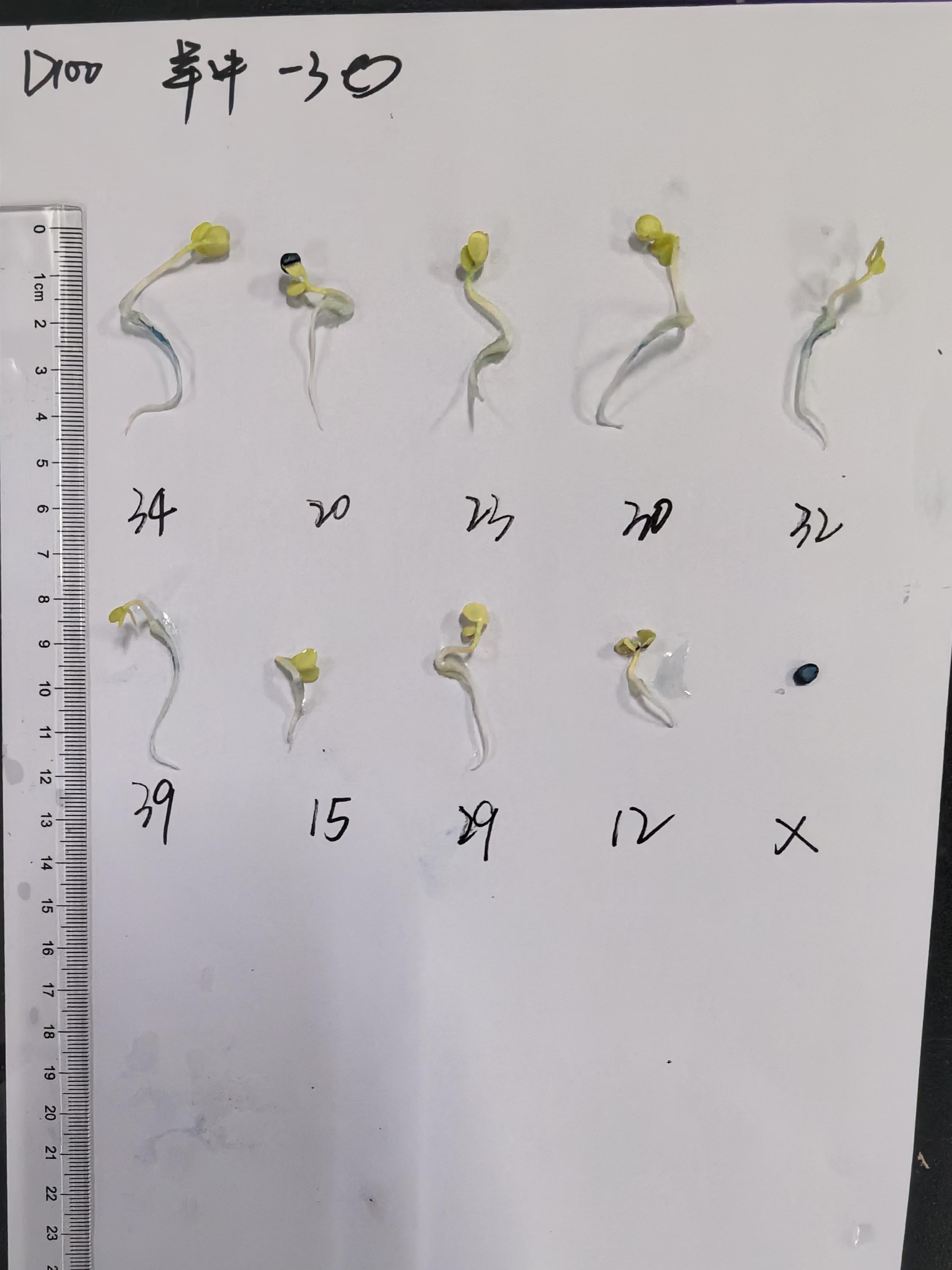 SEED Object Detection Dataset by ZHIHAOFAN