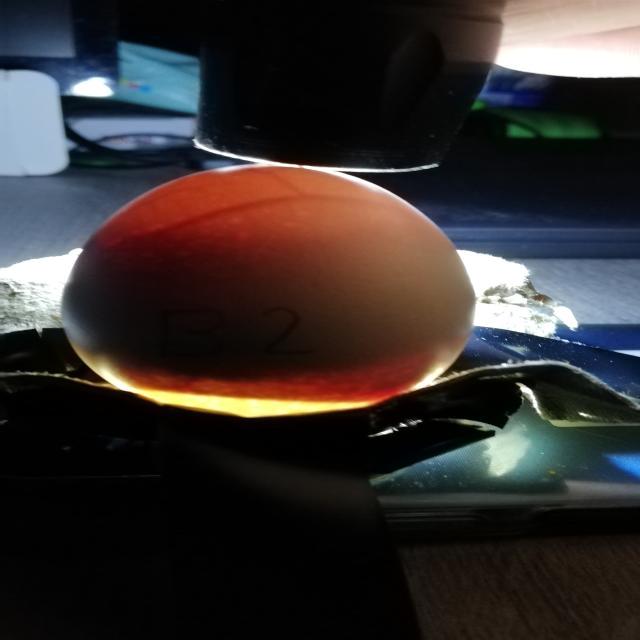 egg Object Detection Dataset and Pre-Trained Model by eggs