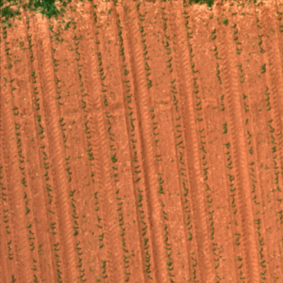 Counting corn plants Object Detection Dataset and Pre-Trained Model by Counting01