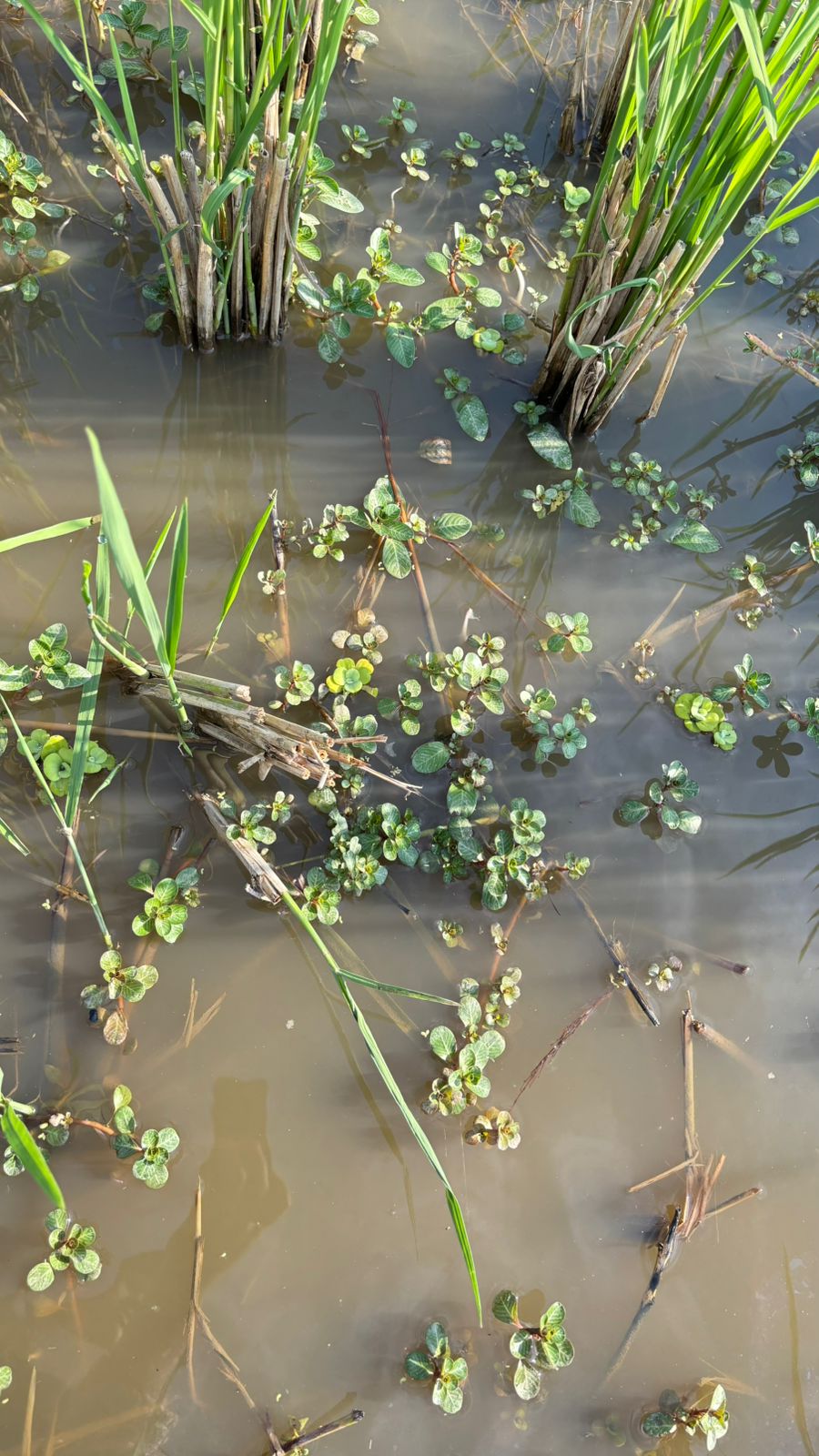 Custom Workflow Object Detection Object Detection Model (v16, 2025-10-12 2:02am) by snailbot11