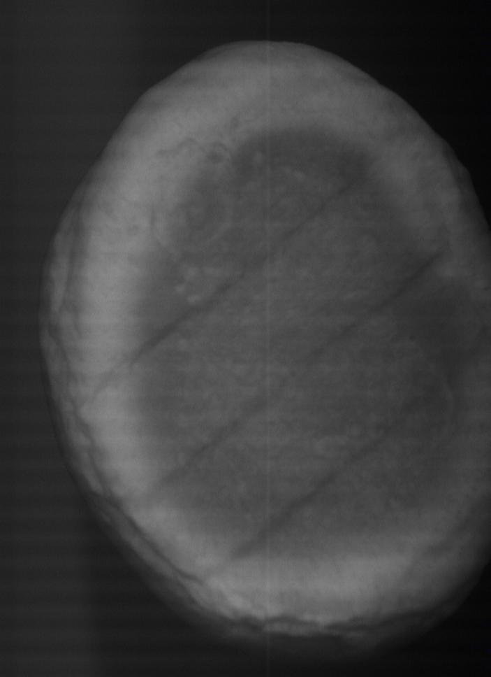 sam Instance Segmentation Model by xz