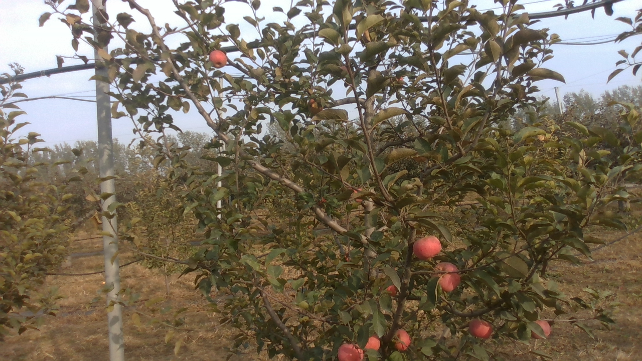 Apple Dectection Object Detection Dataset And Pre Trained Model By Hamza