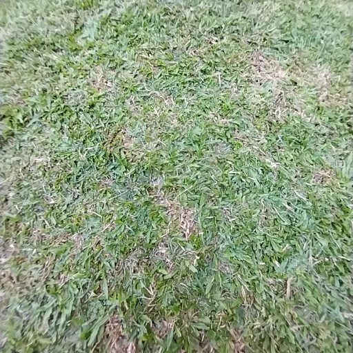 Grass Classification Model by IDP