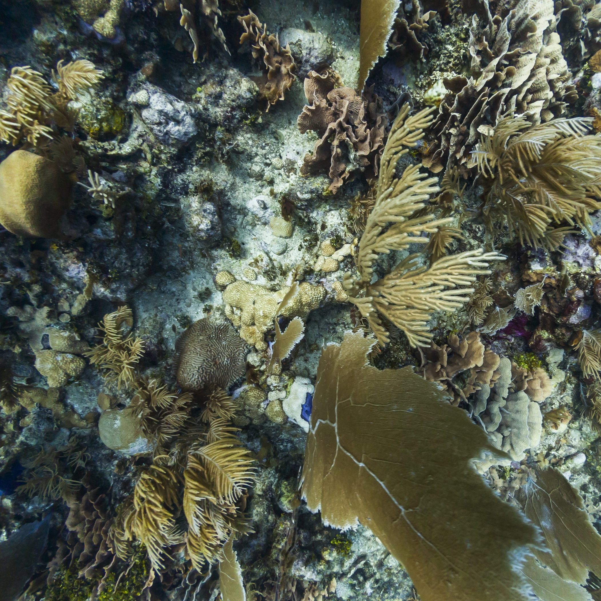 coral Instance Segmentation Dataset by test