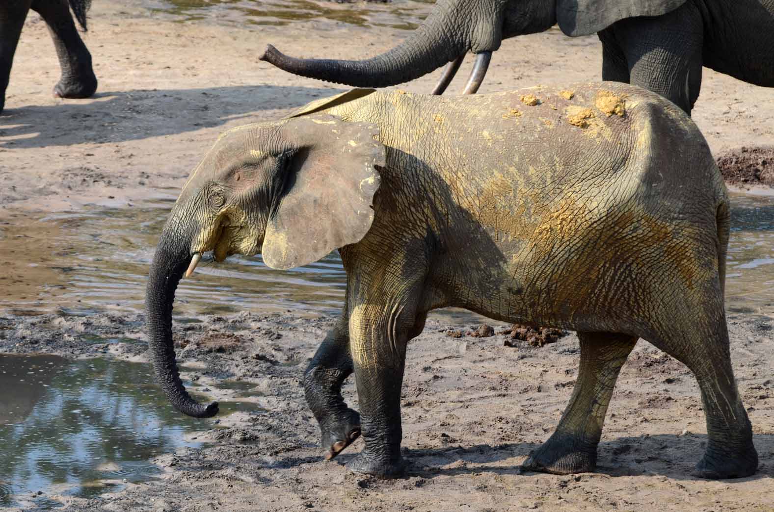 ElephantsV2 Object Detection Dataset by new-workspace-wlchd