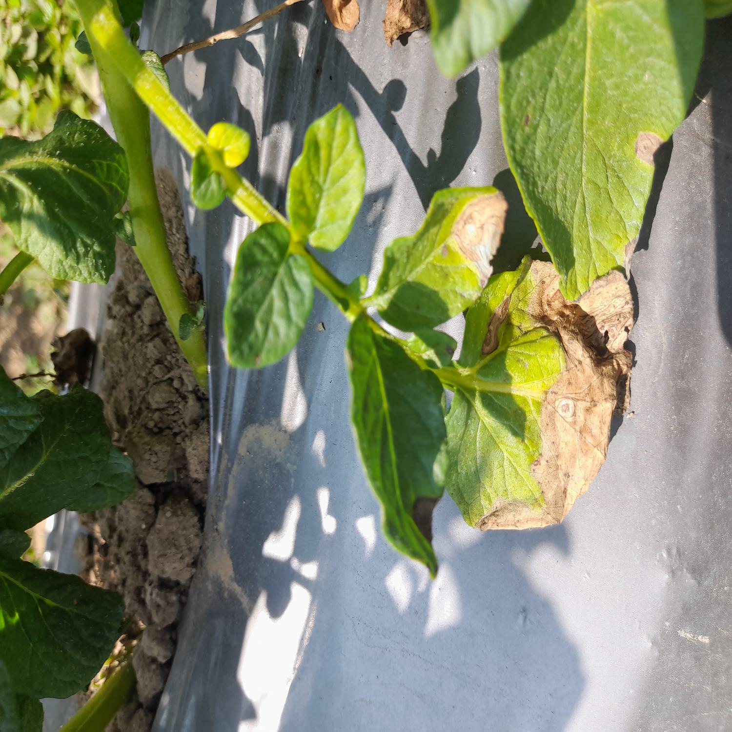 potato disease Object Detection Model by Leander