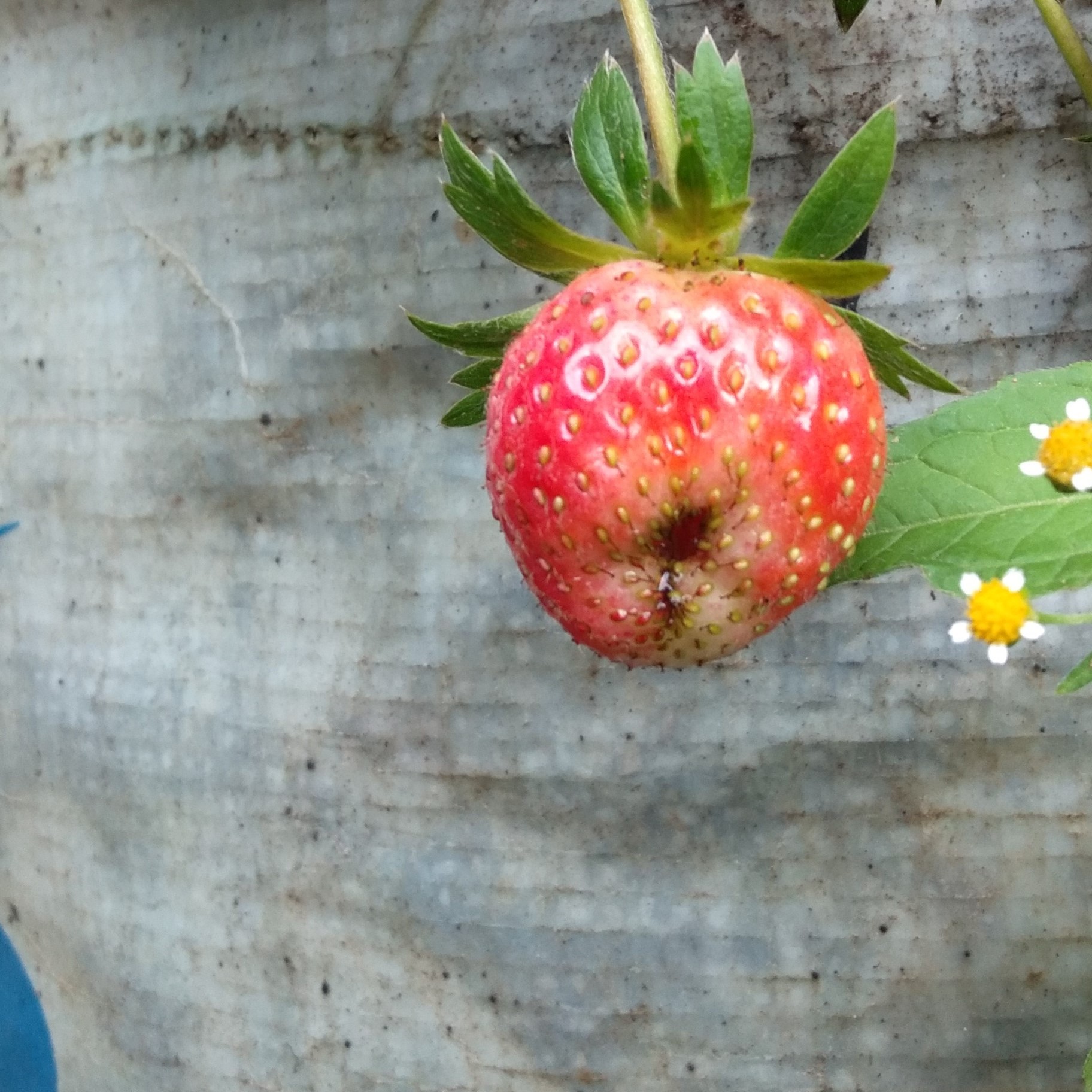 Stroberi-Ichigo Object Detection Model by Project Stroberi