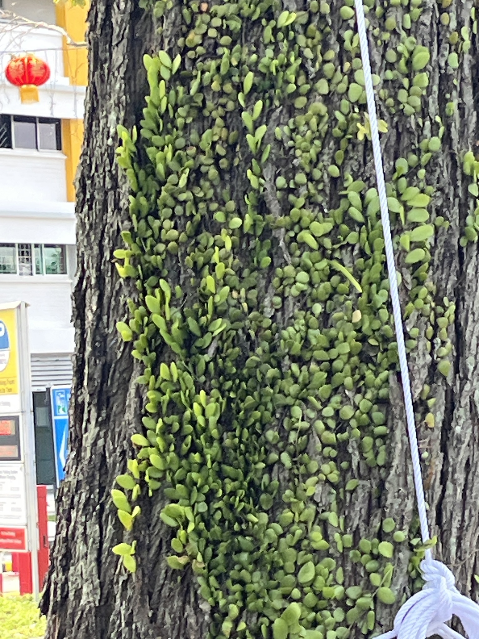 Fern Plants Classification Dataset by Catalan et al