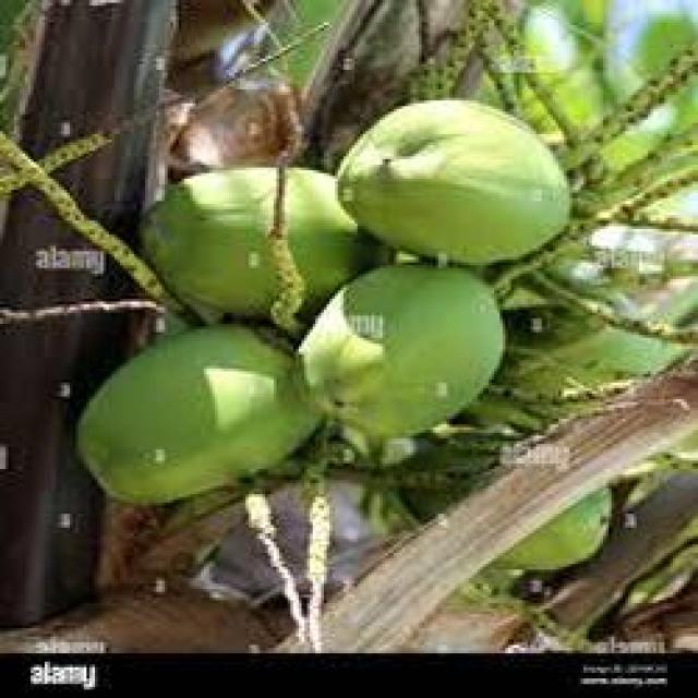 Coconut Coconut 2zjar Roboflow Universe