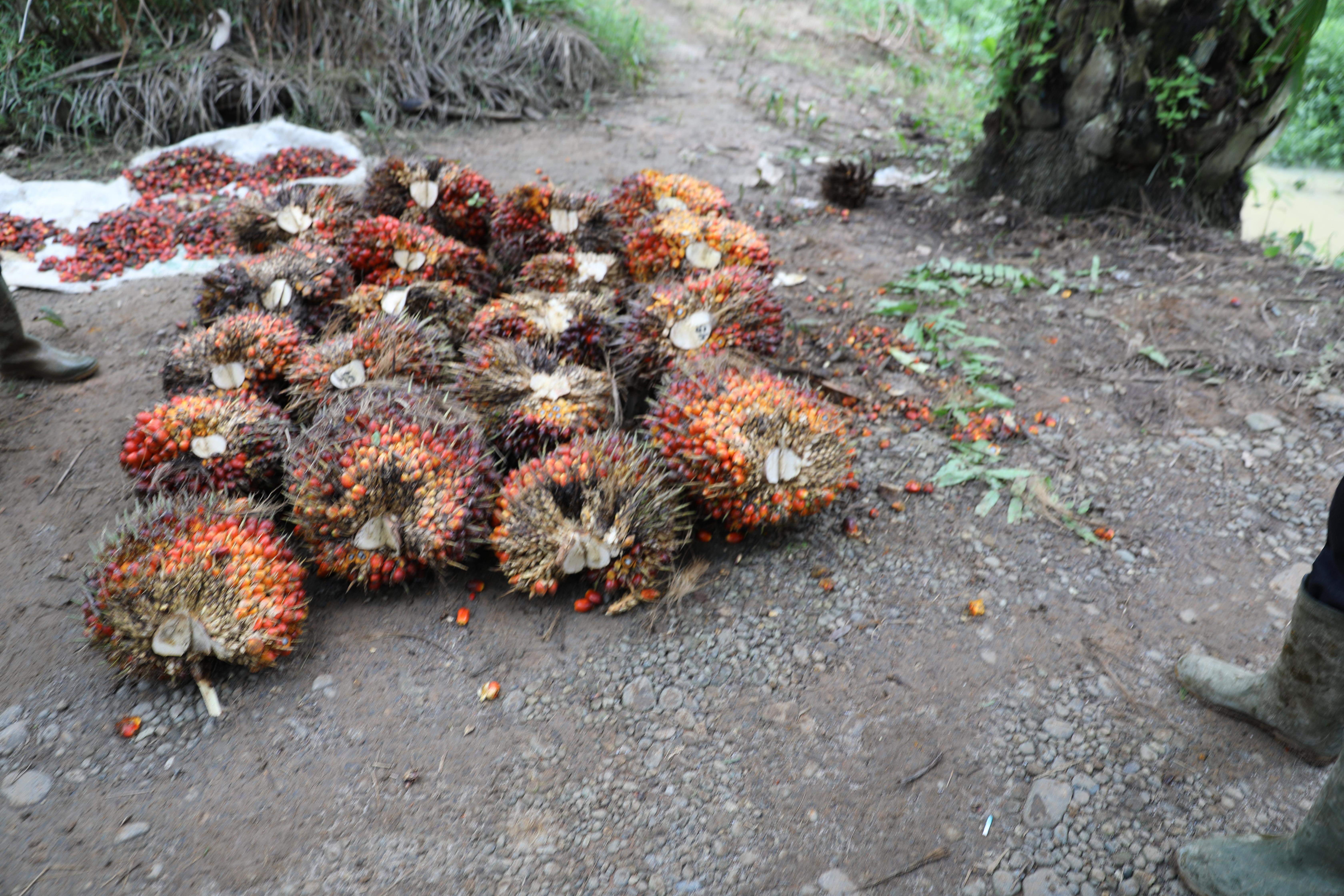 V1 New Object Detection Model by BIG Sawit