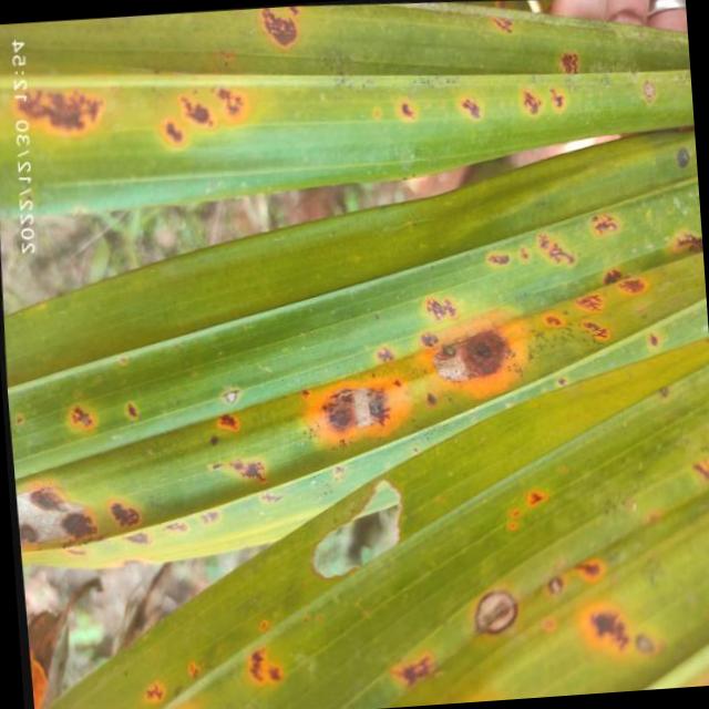 arecanut leaf spot diseases Object Detection Model by project