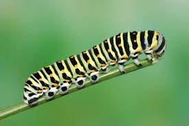 worm Object Detection Model by AI