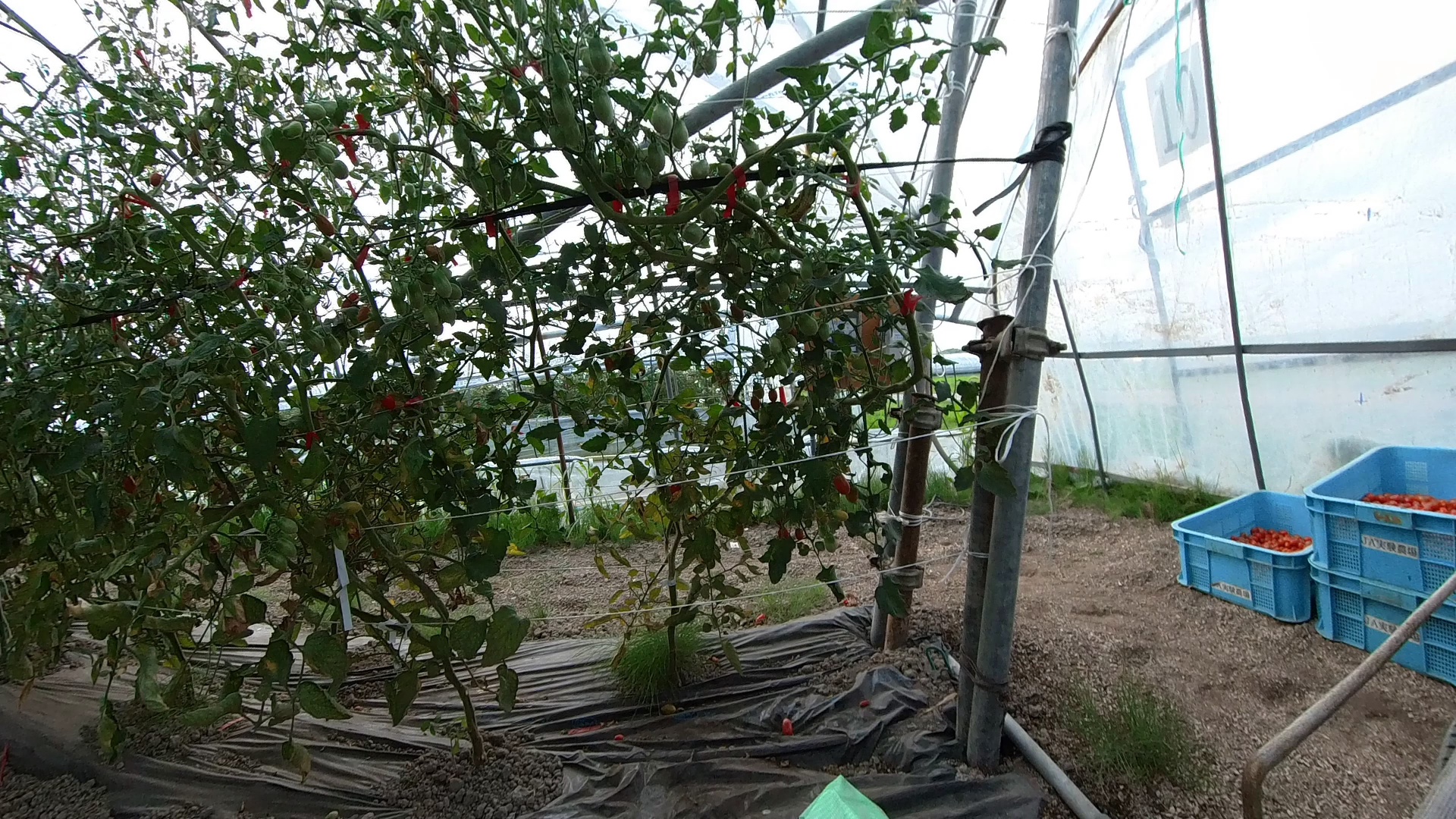 Tomato_GT_count Object Detection Dataset by Tomato