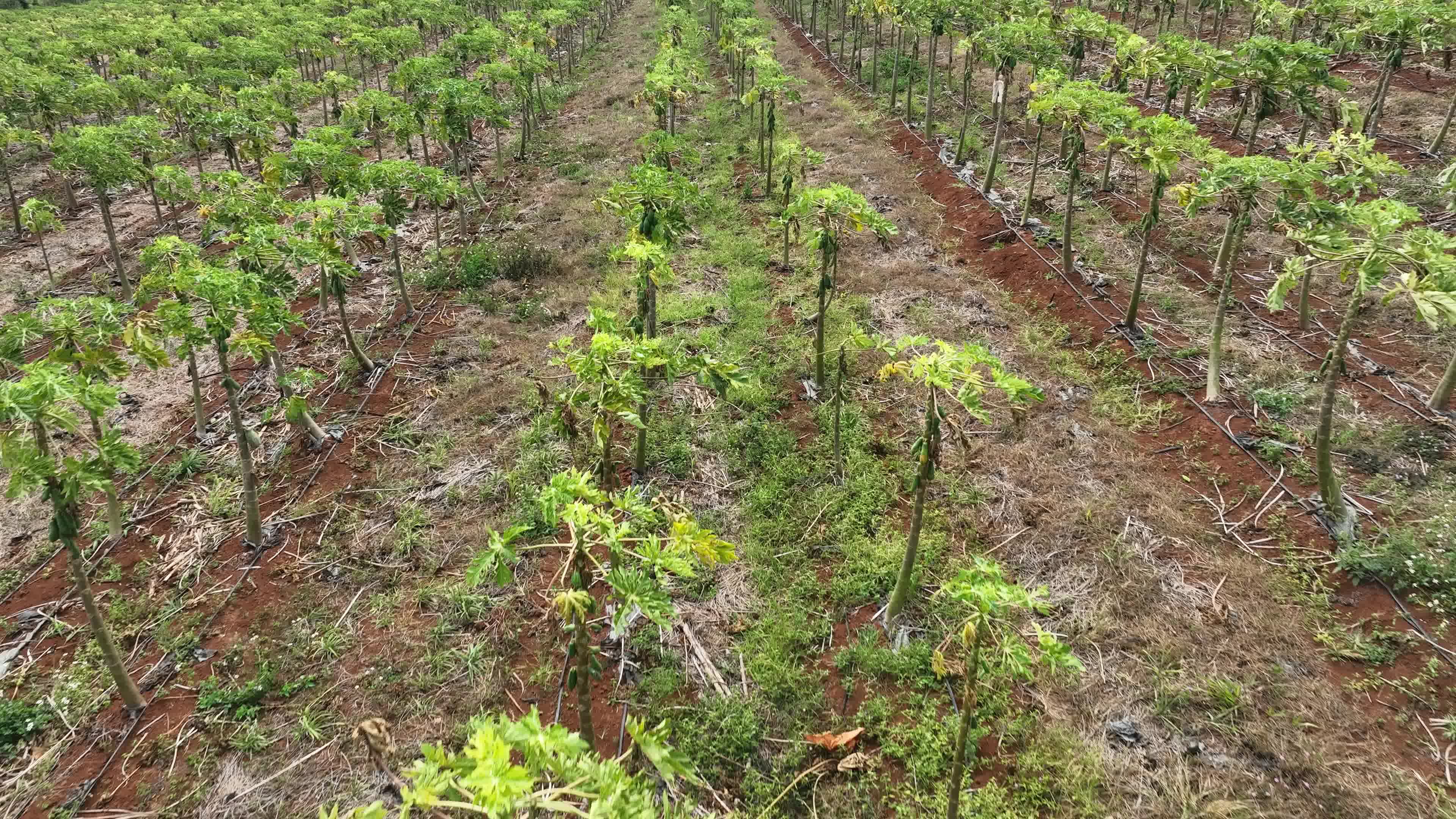 PAPAYA_Sick_Vi Object Detection Dataset and Pre-Trained Model by PuLiPAPAYA