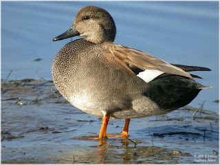 Cat dog duck Object Detection Dataset and Pre-Trained Model by Cat dog duck