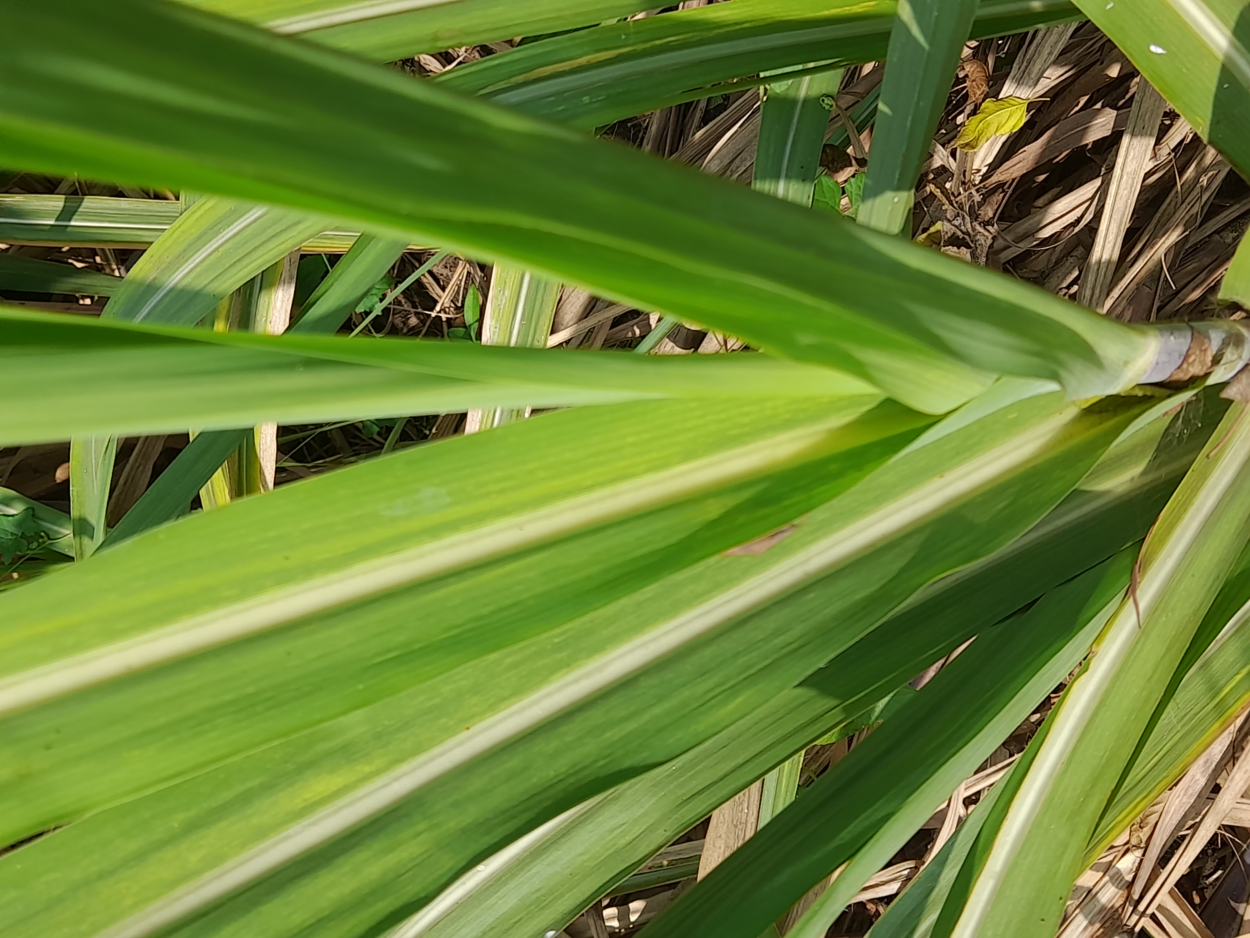 sugarcane_healthy Instance Segmentation Dataset and Pre-Trained Model by sai