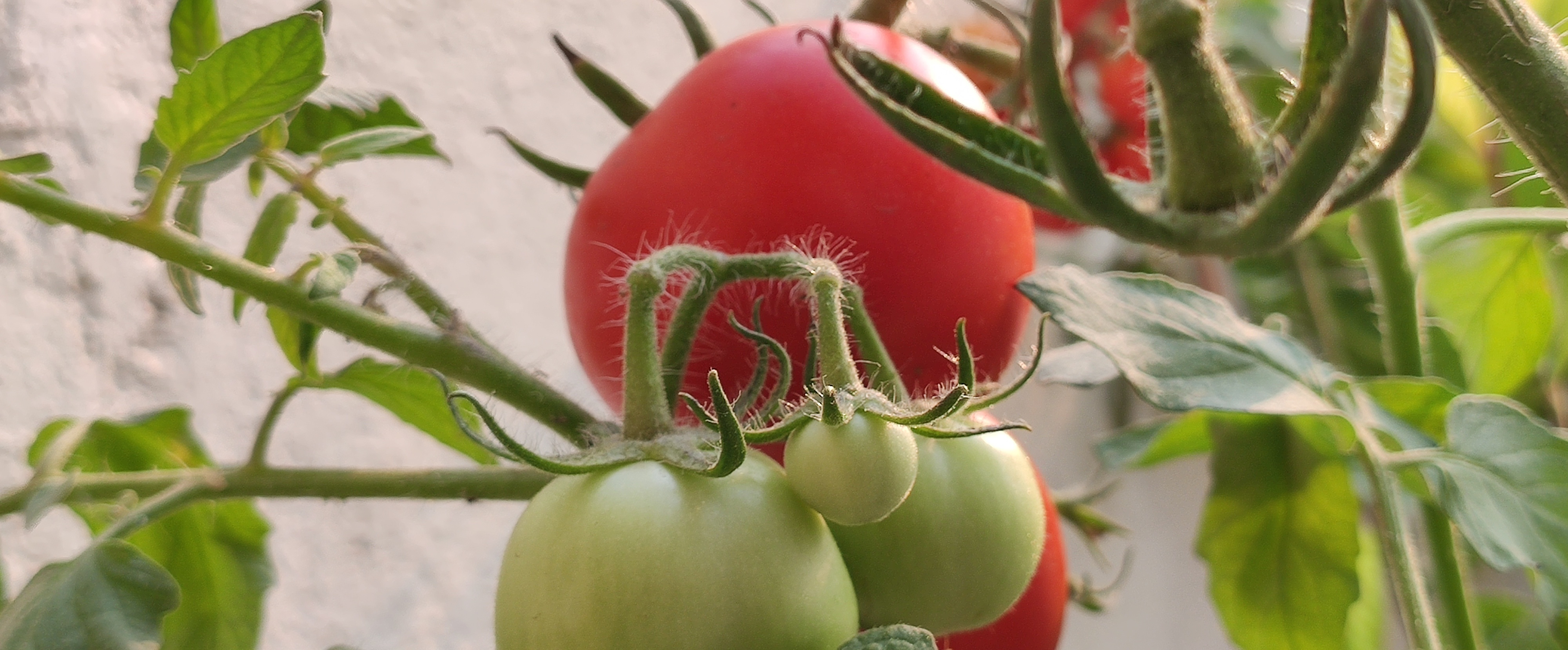 Tomato Classification Object Detection Dataset by Samiullah A Hulkoti