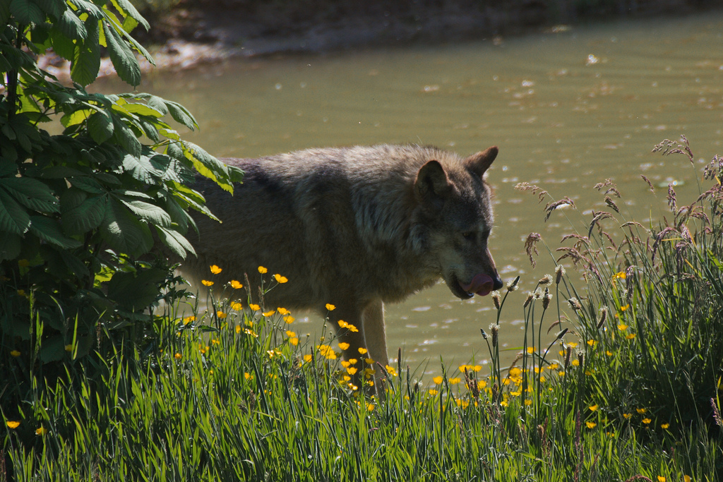 Wolf_detection Object Detection Dataset by Gurtmyrat